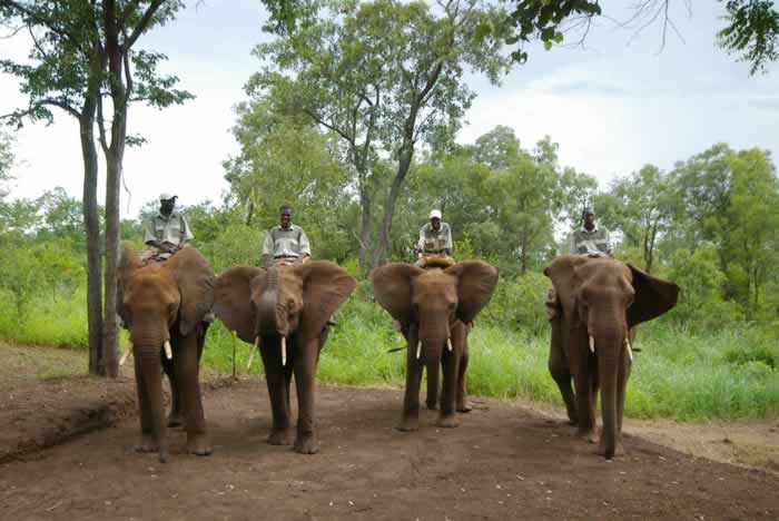 Elephant Back Safari - Livingstone - Victoria Falls Tours & Transfers ...