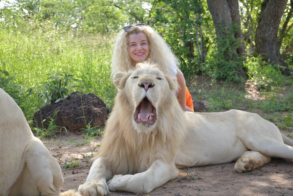 Lion Walk & Interaction in Victoria Falls – Walk with Lions | Book Now